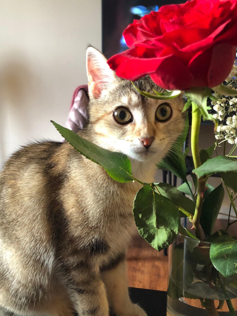 Accepting ‘Now’ & Appreciating My Cat – In Conclusion